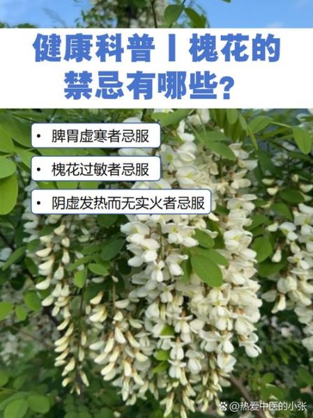 槐花什么人不能吃_槐花禁忌人群有哪些-第3张图片-山城妙识 槐花什么人不能吃_槐花禁忌人群有哪些-第3张图片-山城妙识