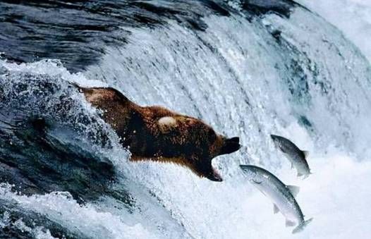 大马哈鱼洄游路线_大马哈鱼洄游原因-第3张图片-山城妙识