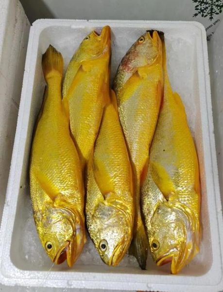 野生大黄鱼价格多少钱一斤_野生大黄鱼为什么这么贵-第2张图片-山城妙识