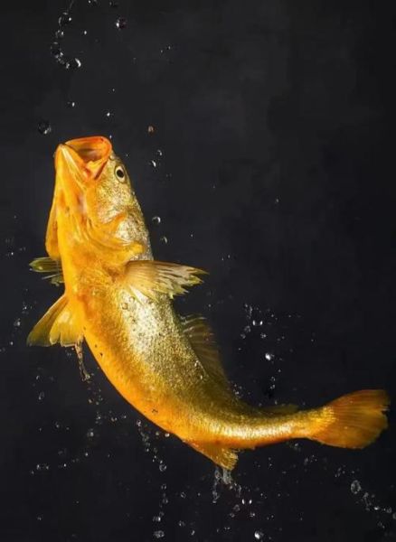 野生大黄鱼价格多少钱一斤_野生大黄鱼为什么这么贵-第3张图片-山城妙识