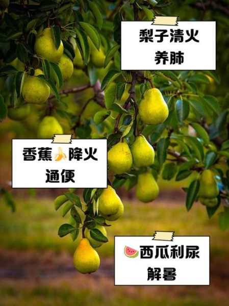 败火的水果有哪些_败火的食物吃什么最快-第1张图片-山城妙识