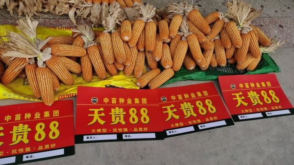 玉米种子多少钱一斤_玉米种子价格影响因素-第3张图片-山城妙识