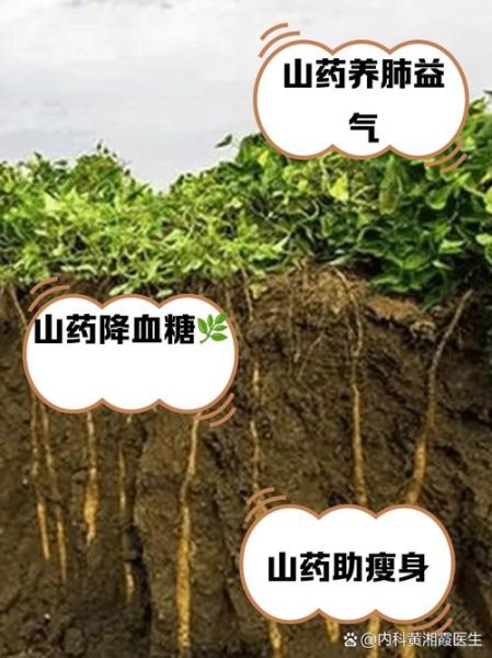 山药的功效与作用及禁忌_哪些人不能吃-第2张图片-山城妙识