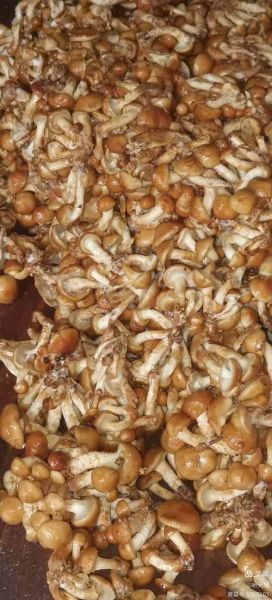 滑菇宝石是什么_滑菇宝石怎么种植-第2张图片-山城妙识