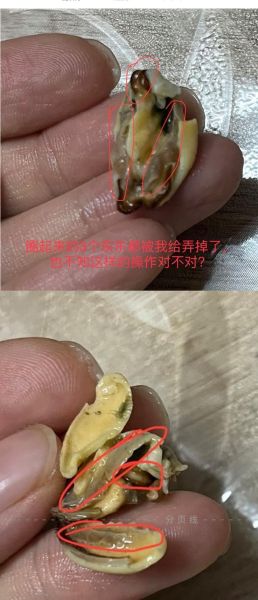 淡菜干怎么泡发_清洗图解-第1张图片-山城妙识 淡菜干怎么泡发_清洗图解-第1张图片-山城妙识