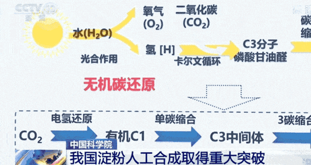 淀粉人工合成_如何实现-第2张图片-山城妙识 淀粉人工合成_如何实现-第2张图片-山城妙识