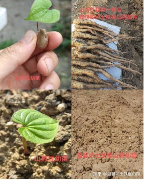 山药豆发芽了以后还能吃吗_发芽山药豆有毒吗-第2张图片-山城妙识