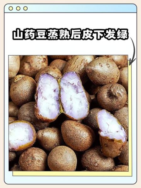 山药豆发芽了以后还能吃吗_发芽山药豆有毒吗-第3张图片-山城妙识