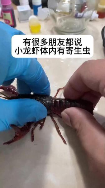 小龙虾寄生虫_如何避免感染-第3张图片-山城妙识 小龙虾寄生虫_如何避免感染-第3张图片-山城妙识