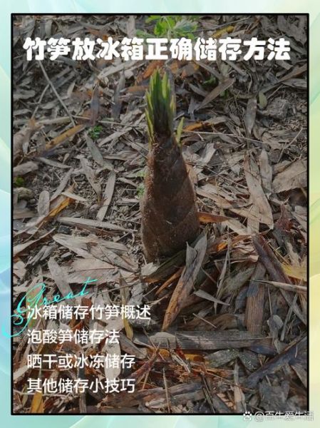 鲜竹笋怎么保存_鲜竹笋可以放冰箱吗-第1张图片-山城妙识 鲜竹笋怎么保存_鲜竹笋可以放冰箱吗-第1张图片-山城妙识