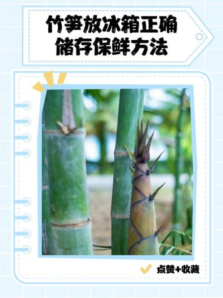 鲜竹笋怎么保存_鲜竹笋可以放冰箱吗-第3张图片-山城妙识 鲜竹笋怎么保存_鲜竹笋可以放冰箱吗-第3张图片-山城妙识