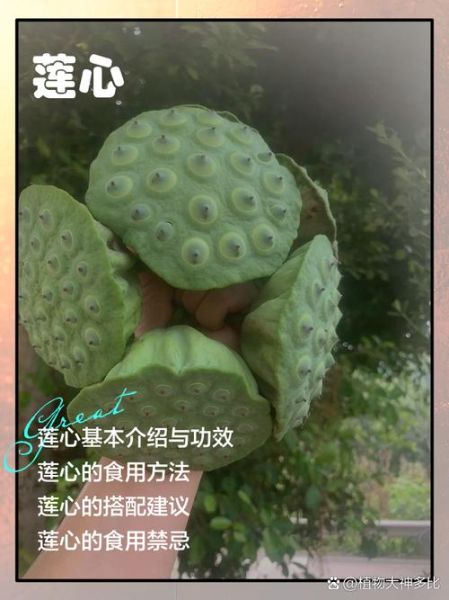 莲子心能吃吗_莲子心怎么吃-第1张图片-山城妙识
