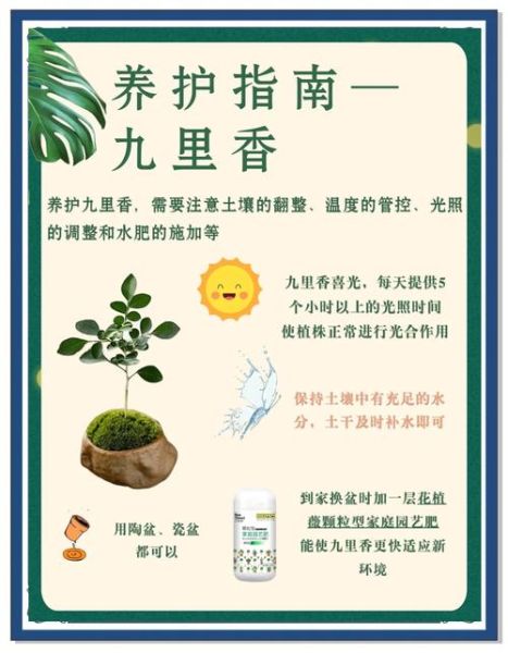 九里香怎么养_九里香养殖注意事项-第1张图片-山城妙识 九里香怎么养_九里香养殖注意事项-第1张图片-山城妙识