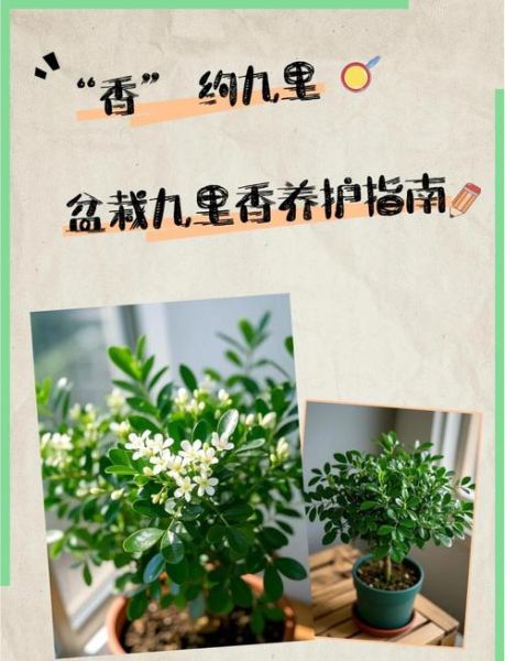 九里香怎么养_九里香养殖注意事项-第3张图片-山城妙识 九里香怎么养_九里香养殖注意事项-第3张图片-山城妙识