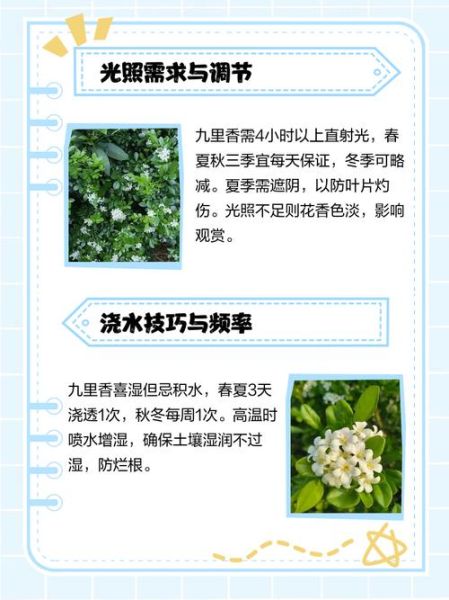 九里香怎么养_九里香养殖注意事项-第2张图片-山城妙识 九里香怎么养_九里香养殖注意事项-第2张图片-山城妙识