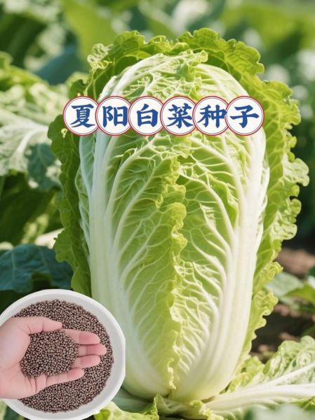 开阳白菜是哪里的菜_正宗做法与历史渊源-第1张图片-山城妙识 开阳白菜是哪里的菜_正宗做法与历史渊源-第1张图片-山城妙识