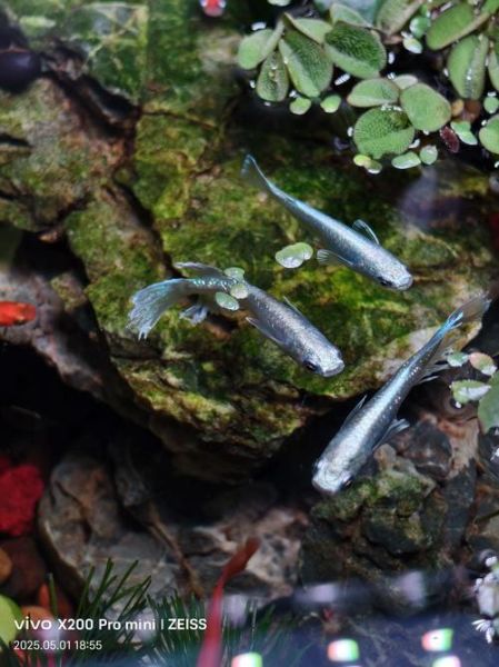 不打氧不换水耐活的鱼有哪些_适合新手养吗-第3张图片-山城妙识