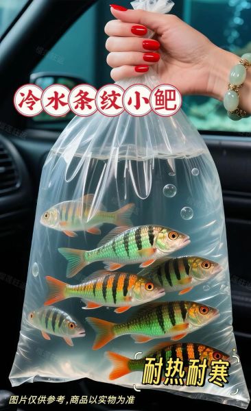 不打氧不换水耐活的鱼有哪些_适合新手养吗-第2张图片-山城妙识