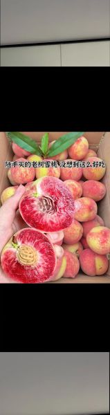 雪桃什么时候成熟_雪桃产地在哪里-第1张图片-山城妙识 雪桃什么时候成熟_雪桃产地在哪里-第1张图片-山城妙识