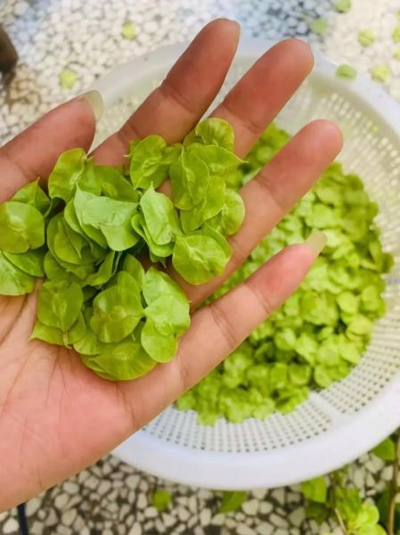 榆钱叶怎么做好吃_榆钱叶有哪些吃法-第2张图片-山城妙识