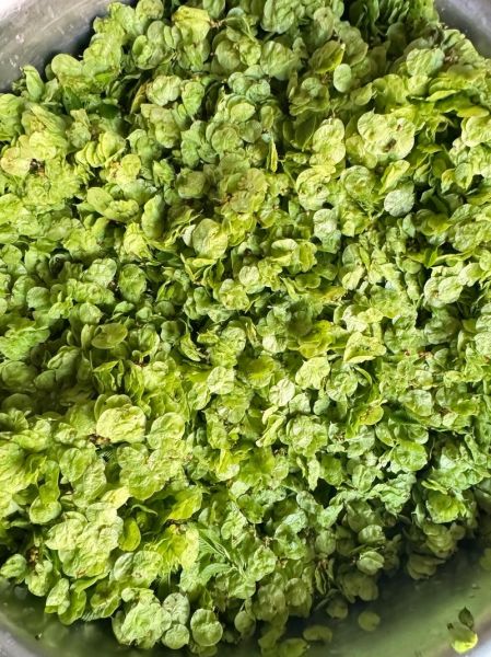 榆钱叶怎么做好吃_榆钱叶有哪些吃法-第3张图片-山城妙识