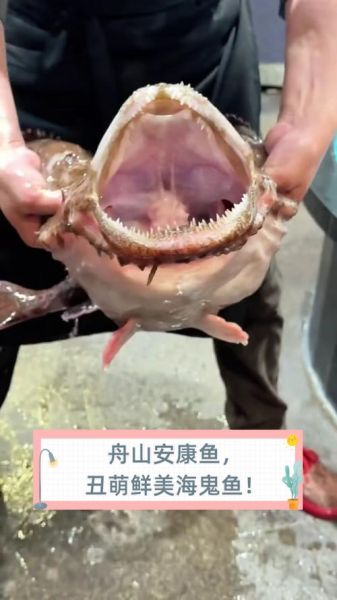 安康鱼图片_安康鱼为什么这么丑-第1张图片-山城妙识