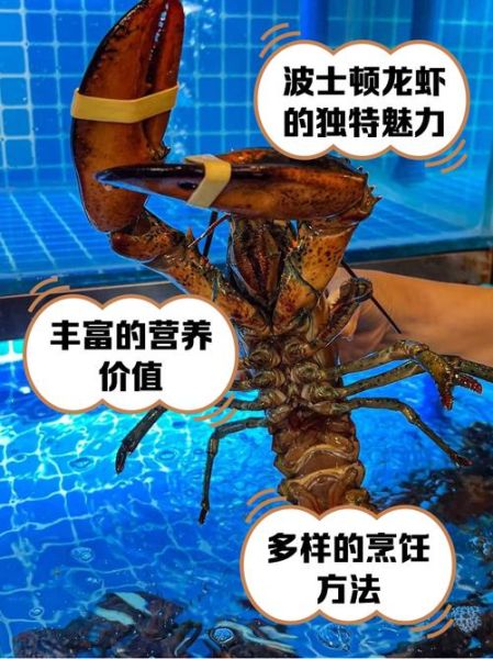 波士顿龙虾多少钱一斤_波士顿龙虾价格受哪些因素影响-第2张图片-山城妙识