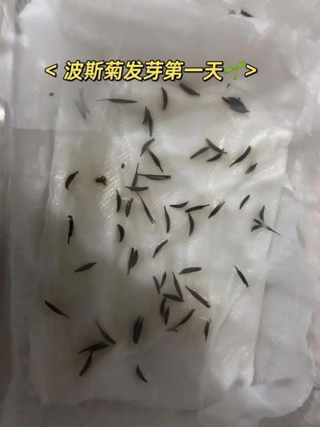 波斯菊种子什么时候播种_波斯菊种子怎么种-第1张图片-山城妙识 波斯菊种子什么时候播种_波斯菊种子怎么种-第1张图片-山城妙识