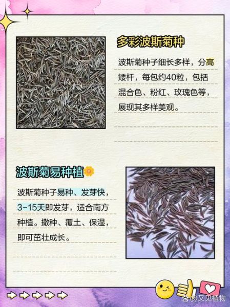 波斯菊种子什么时候播种_波斯菊种子怎么种-第3张图片-山城妙识 波斯菊种子什么时候播种_波斯菊种子怎么种-第3张图片-山城妙识
