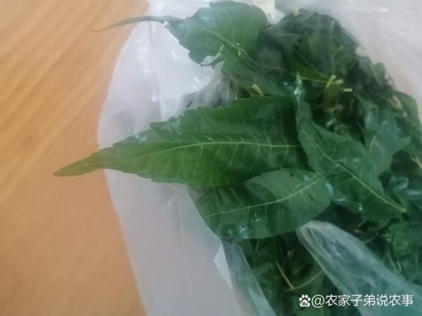 老香椿叶怎么保存_老香椿叶的做法大全-第2张图片-山城妙识