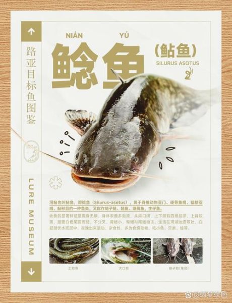 鲇鱼图片_如何分辨鲇鱼与鲶鱼-第3张图片-山城妙识