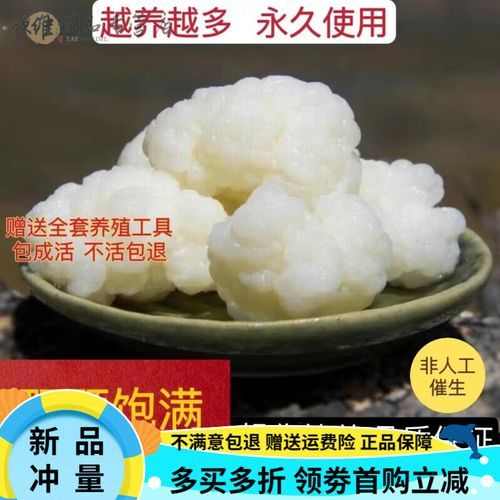 天山雪莲菌自制酸奶危害_如何安全避免风险-第1张图片-山城妙识