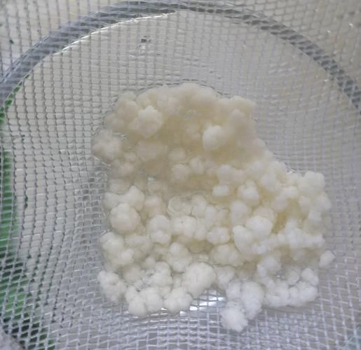 天山雪莲菌自制酸奶危害_如何安全避免风险-第3张图片-山城妙识