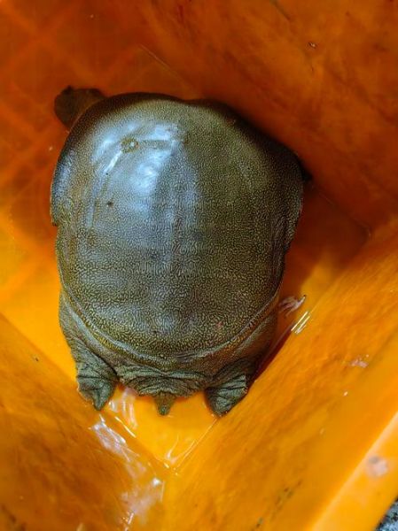 野生甲鱼多少钱一斤_野生甲鱼怎么分辨真假-第1张图片-山城妙识