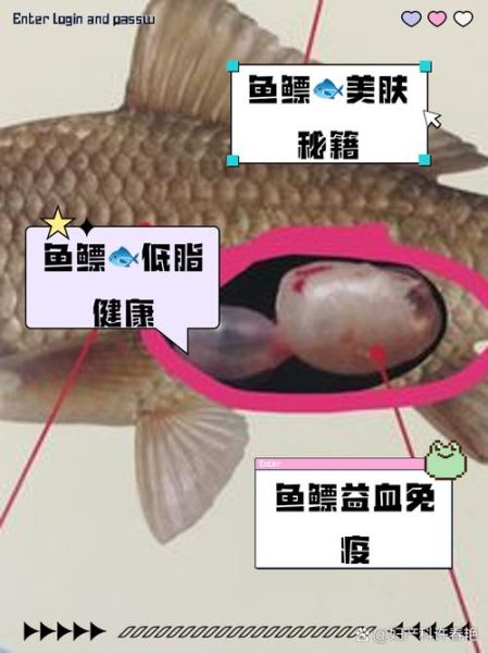 古代用鱼鳔避孕真的有效吗_鱼鳔避孕原理是什么-第2张图片-山城妙识