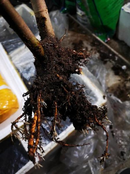 无花果根能治什么病_无花果根怎么使用-第1张图片-山城妙识 无花果根能治什么病_无花果根怎么使用-第1张图片-山城妙识