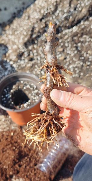 无花果根能治什么病_无花果根怎么使用-第3张图片-山城妙识 无花果根能治什么病_无花果根怎么使用-第3张图片-山城妙识