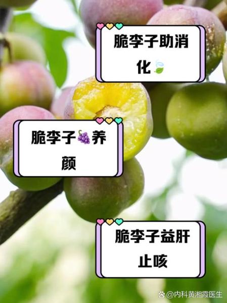 李子怎么挑选_李子功效与作用-第2张图片-山城妙识 李子怎么挑选_李子功效与作用-第2张图片-山城妙识