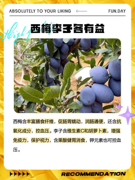 西梅是李子吗_西梅和李子的区别-第2张图片-山城妙识