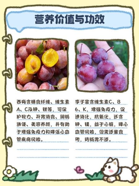 西梅是李子吗_西梅和李子的区别-第3张图片-山城妙识