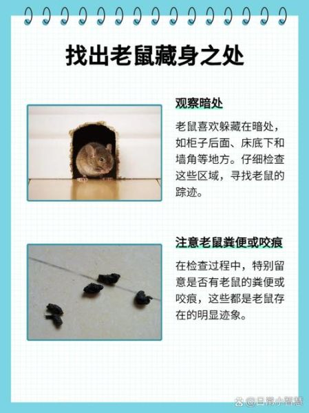 老鼠怎么彻底消灭_家里老鼠太多怎么办-第3张图片-山城妙识