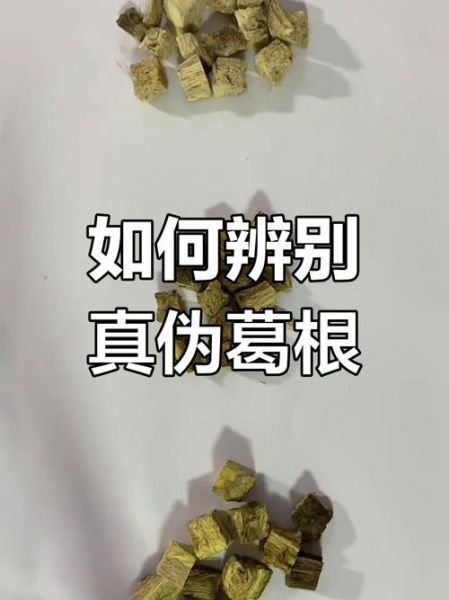 野生葛根长什么样_如何辨别真假-第3张图片-山城妙识