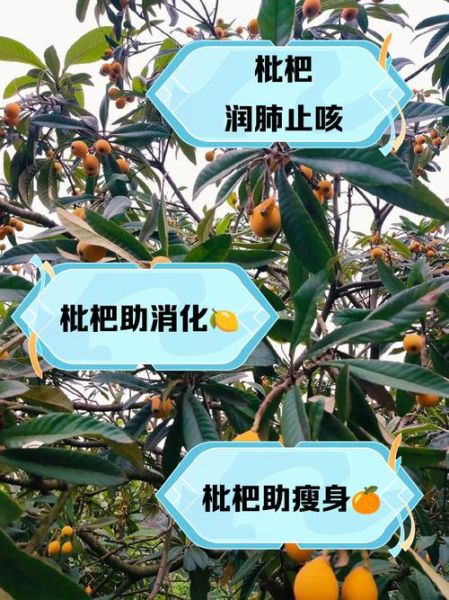 枇杷果的功效与作用_枇杷果怎么吃止咳化痰-第1张图片-山城妙识