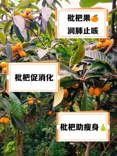 枇杷果的功效与作用_枇杷果怎么吃止咳化痰-第2张图片-山城妙识