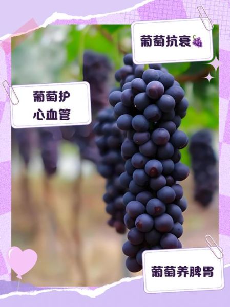 葡萄的功效与作用有哪些好处_吃葡萄能减肥吗-第3张图片-山城妙识