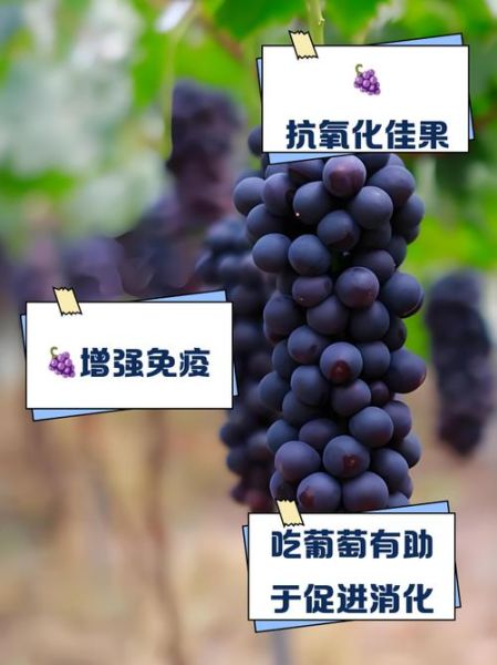 葡萄的功效与作用有哪些好处_吃葡萄能减肥吗-第2张图片-山城妙识