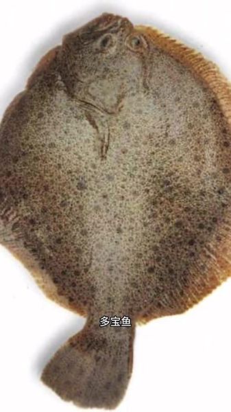 偏口鱼和比目鱼的区别_哪个更常见-第3张图片-山城妙识 偏口鱼和比目鱼的区别_哪个更常见-第3张图片-山城妙识