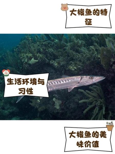 梭鱼和鲻鱼的区别_如何一眼分辨梭鱼鲻鱼-第3张图片-山城妙识 梭鱼和鲻鱼的区别_如何一眼分辨梭鱼鲻鱼-第3张图片-山城妙识