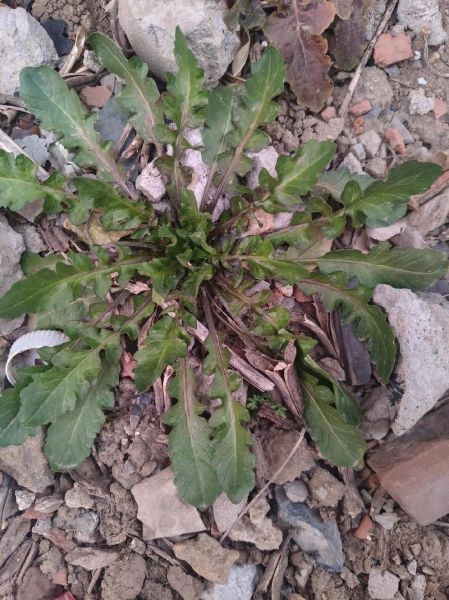 荠菜图片大全及名字_荠菜有哪些品种-第1张图片-山城妙识