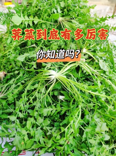 荠菜图片大全及名字_荠菜有哪些品种-第2张图片-山城妙识